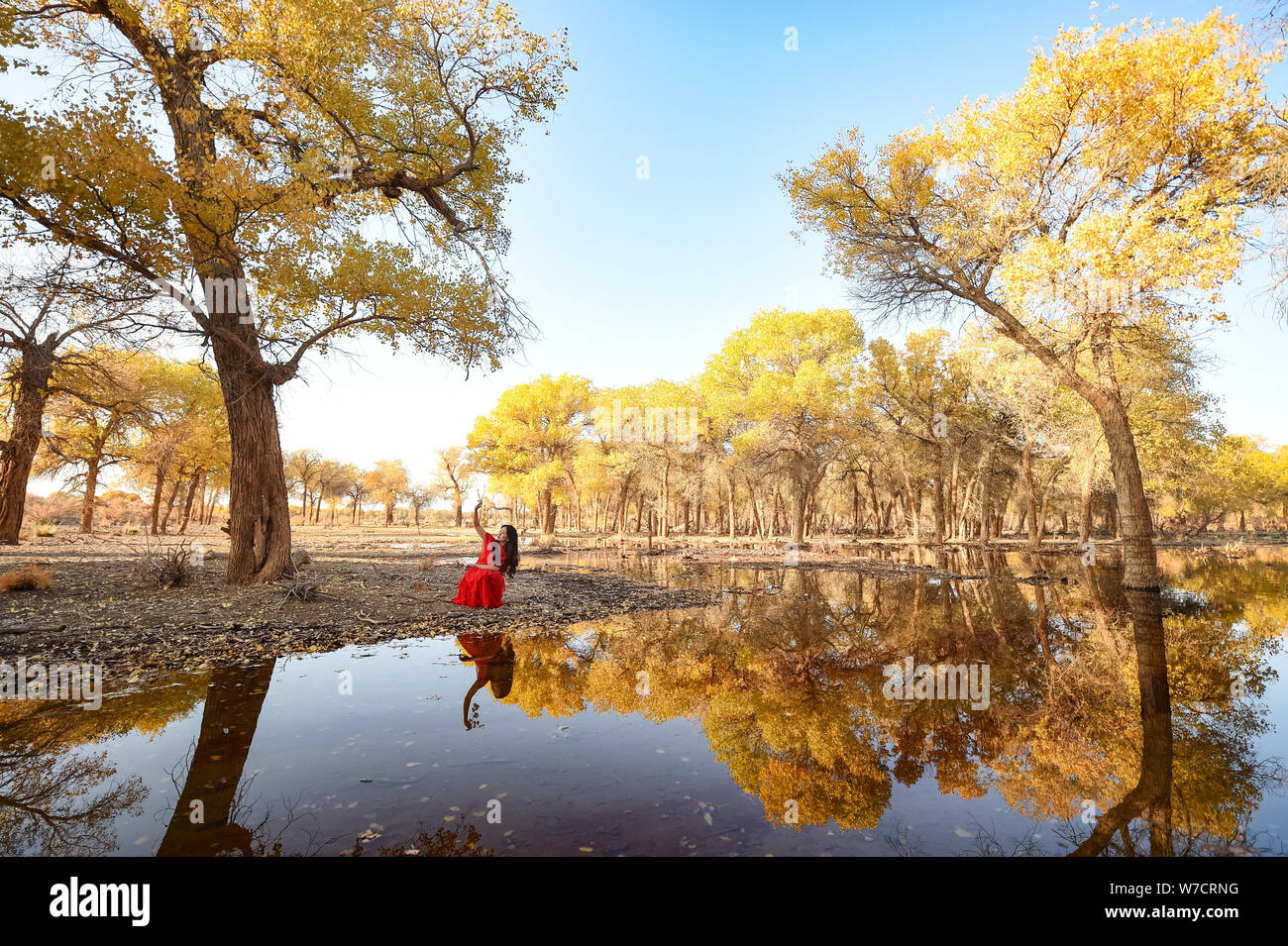 A tourist takes photos at the populus euphratica forest in Ejin or ...