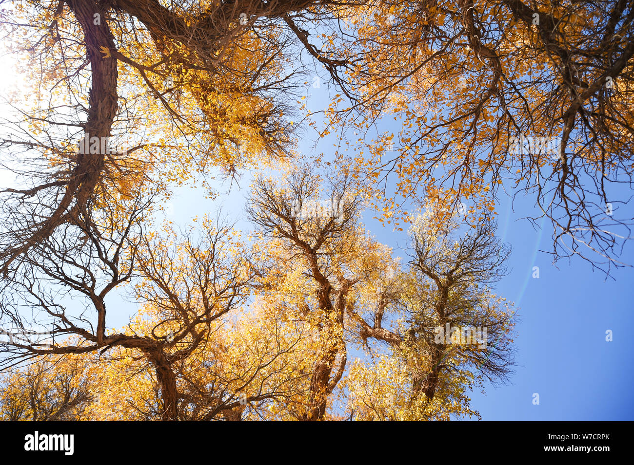 Landscape of the populus euphratica forest in Ejin or Ejina Banner ...