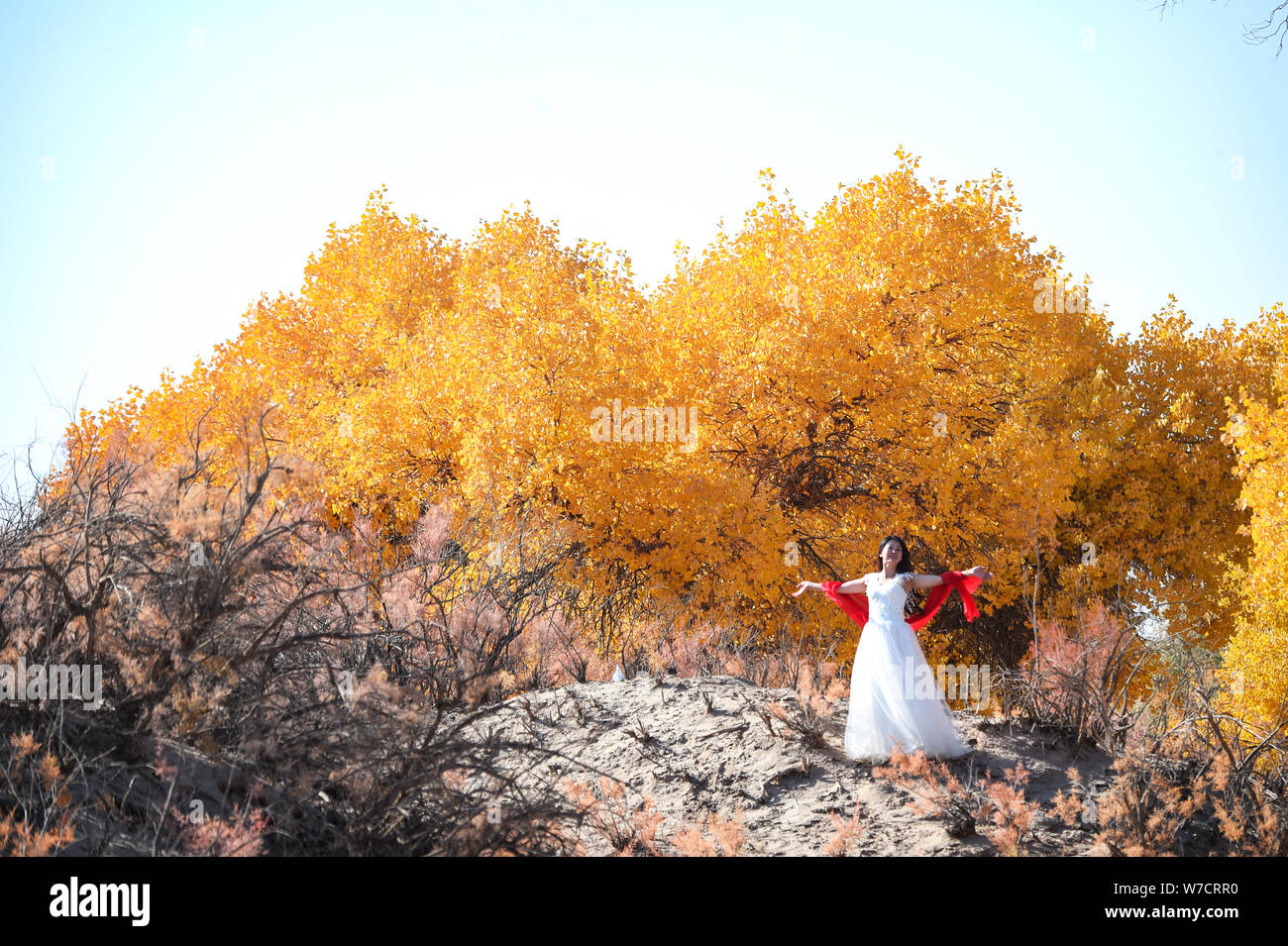 A tourist takes photos at the populus euphratica forest in Ejin or ...