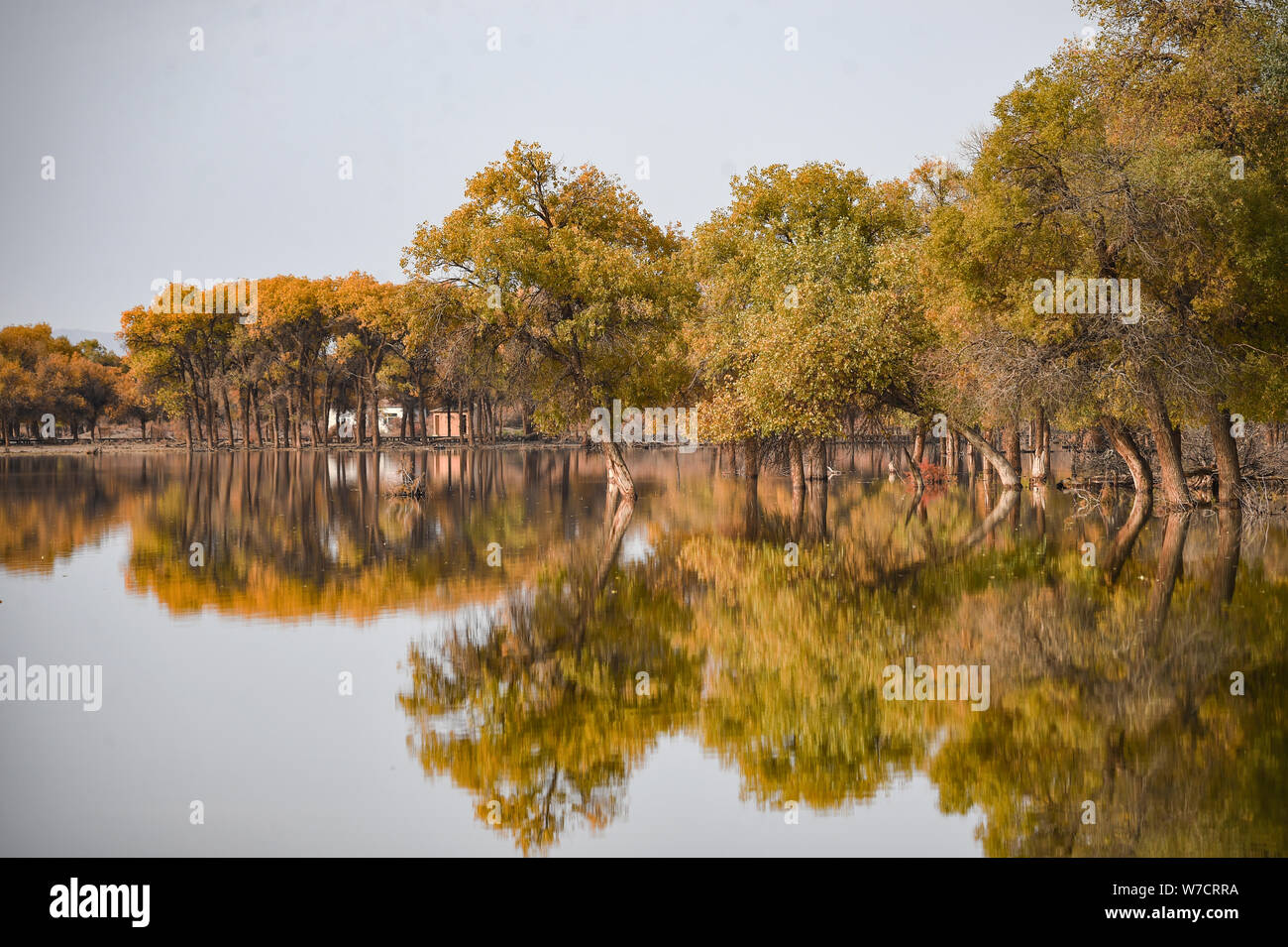 Landscape of the populus euphratica forest in Ejin or Ejina Banner ...