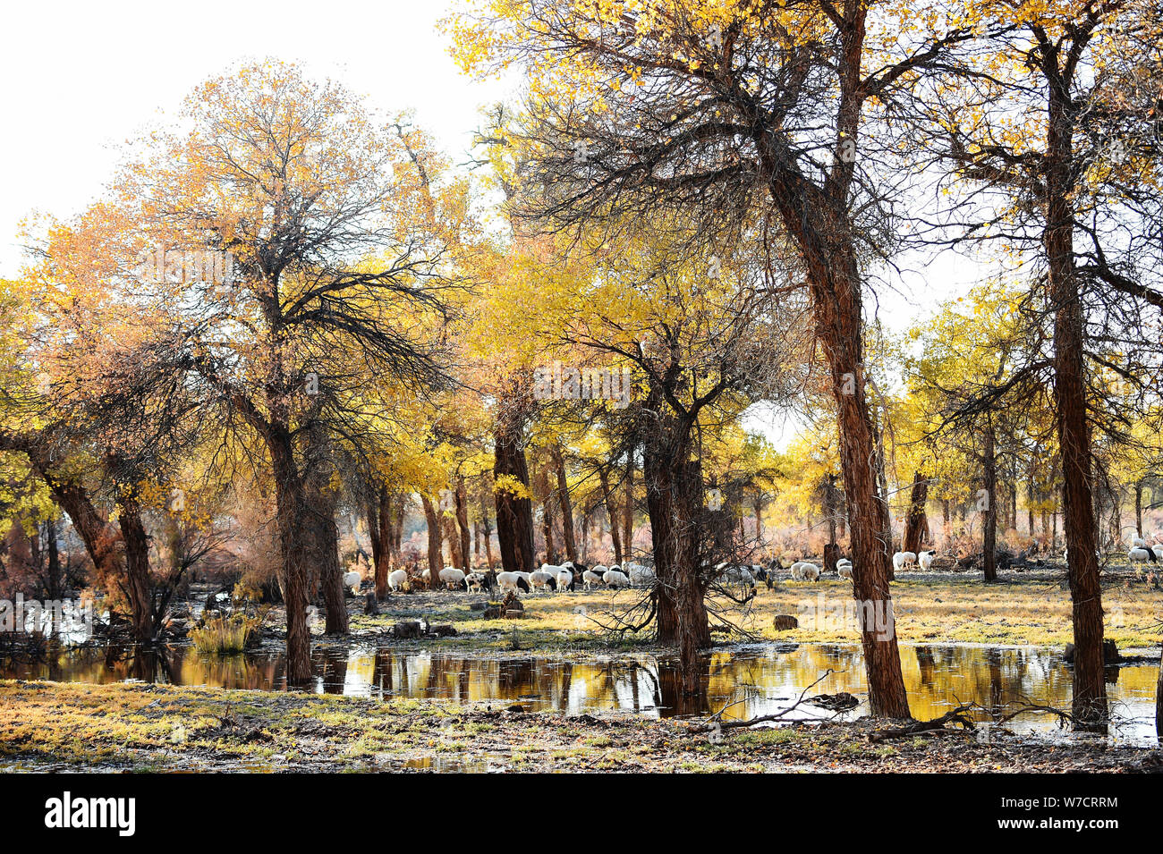Landscape of the populus euphratica forest in Ejin or Ejina Banner ...
