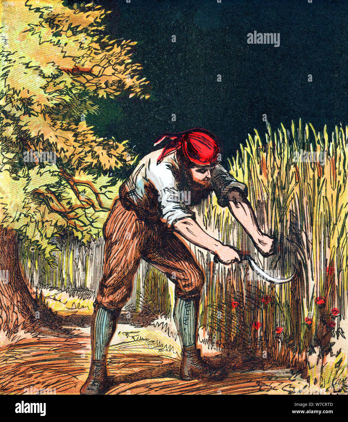 Reaper beginning to cut crop of wheat with a sickle, 1867. Artist ...