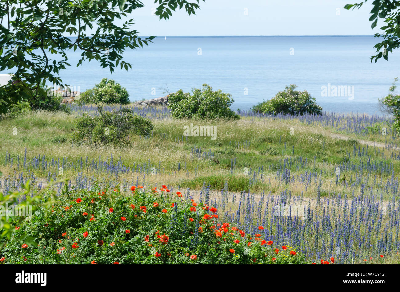 Summer flowers in red and blue by the coast of the Baltic Sea at the ...