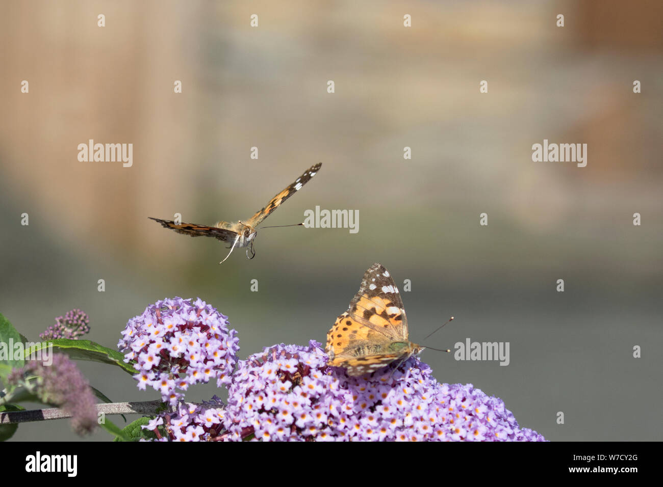 Painted lady butterfly in flight Stock Photo - Alamy