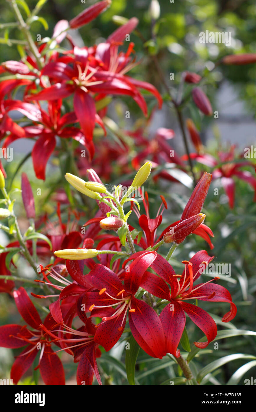 Scarlet lilies close-up. Red lilies grow in the garden. Blooming lily ...