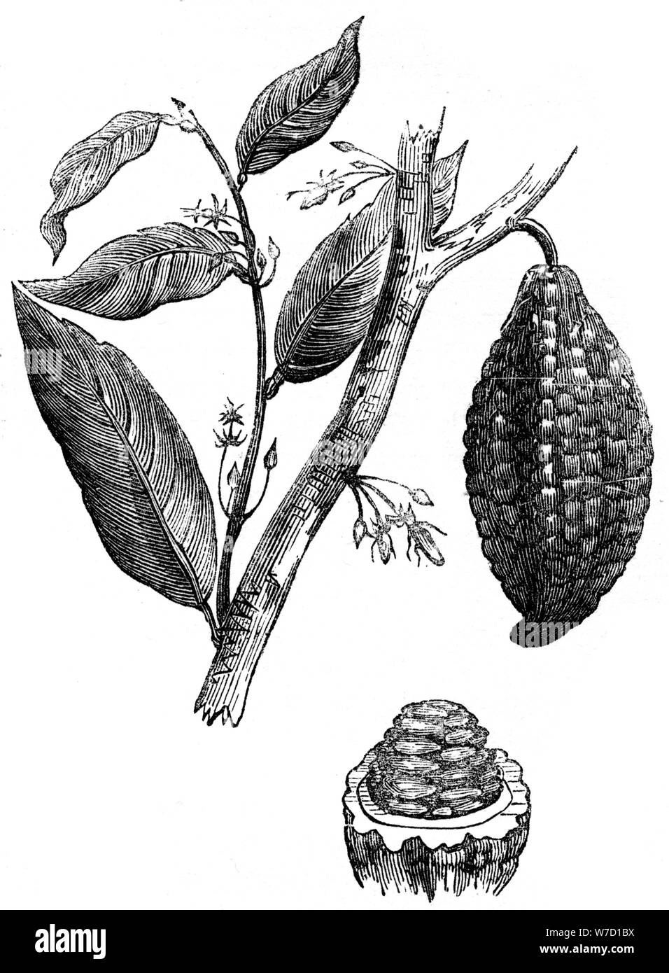 Cacao chocolate nut tree theobroma hi-res stock photography and images ...