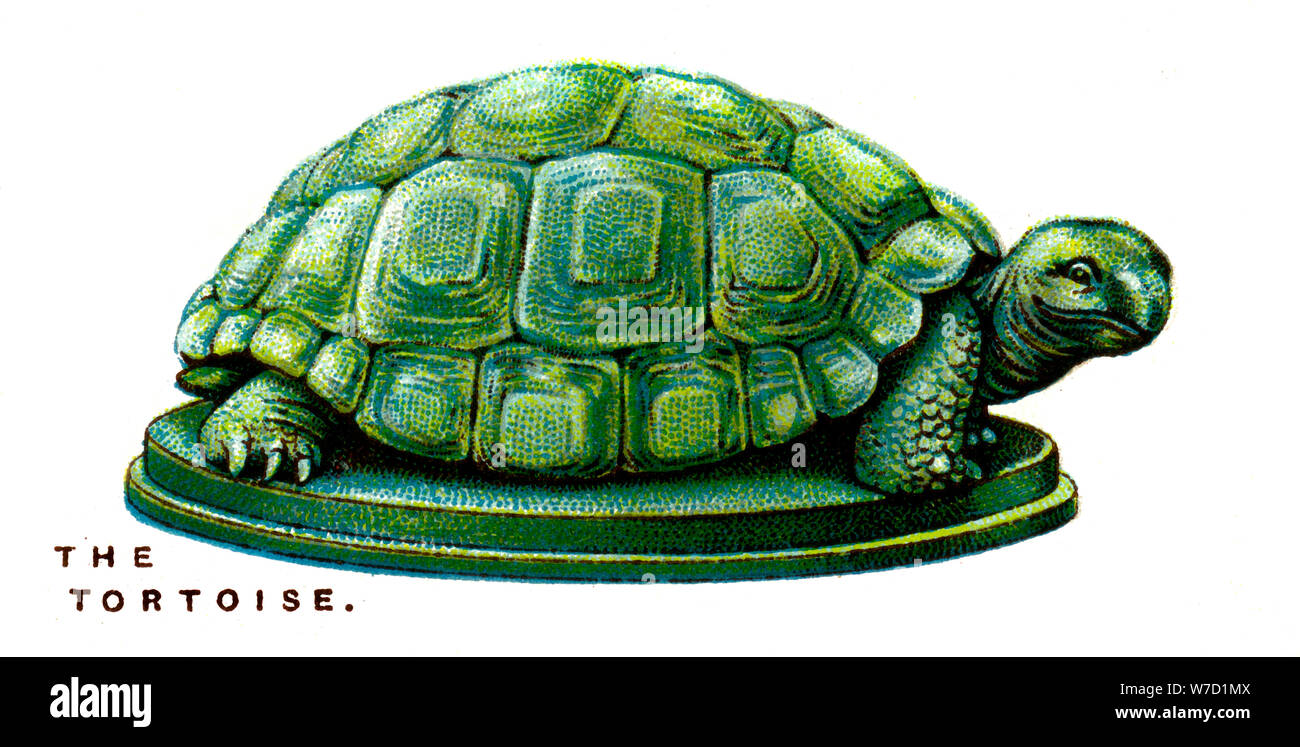 The Tortoise, 1923. Artist: Unknown Stock Photo - Alamy