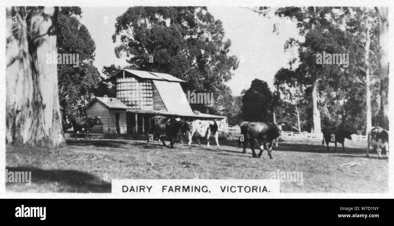 Dairy farming, Victoria, Australia, 1928. Artist: Unknown Stock Photo ...