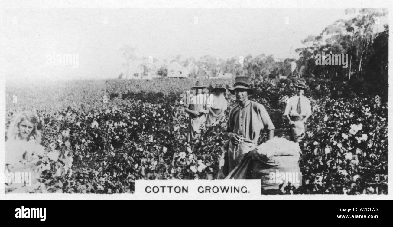 Hand picking cotton hi-res stock photography and images - Alamy