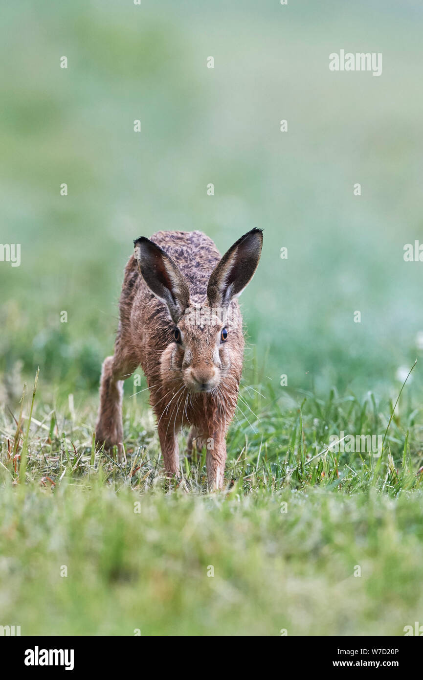 Brown hares lepus europaeus on hi-res stock photography and images - Alamy