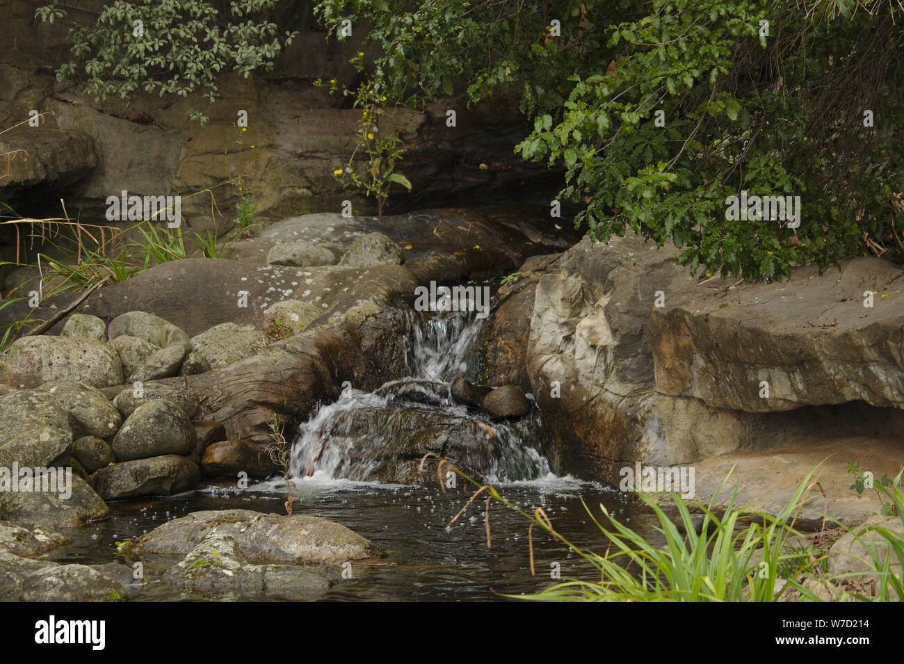 London WWT Wetland Centre animals Stock Photo - Alamy