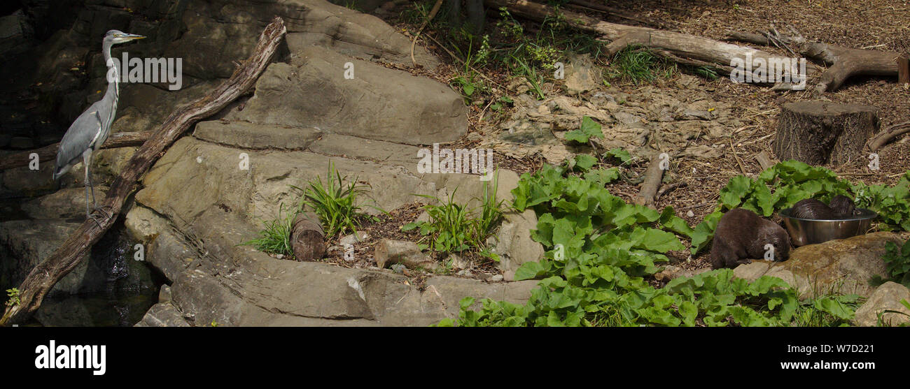 London WWT Wetland Centre animals Stock Photo - Alamy