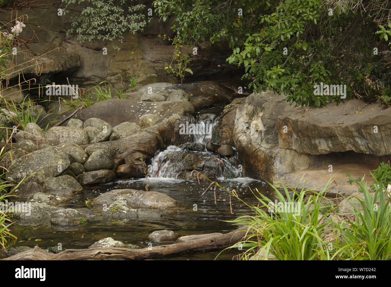 London WWT Wetland Centre animals Stock Photo - Alamy