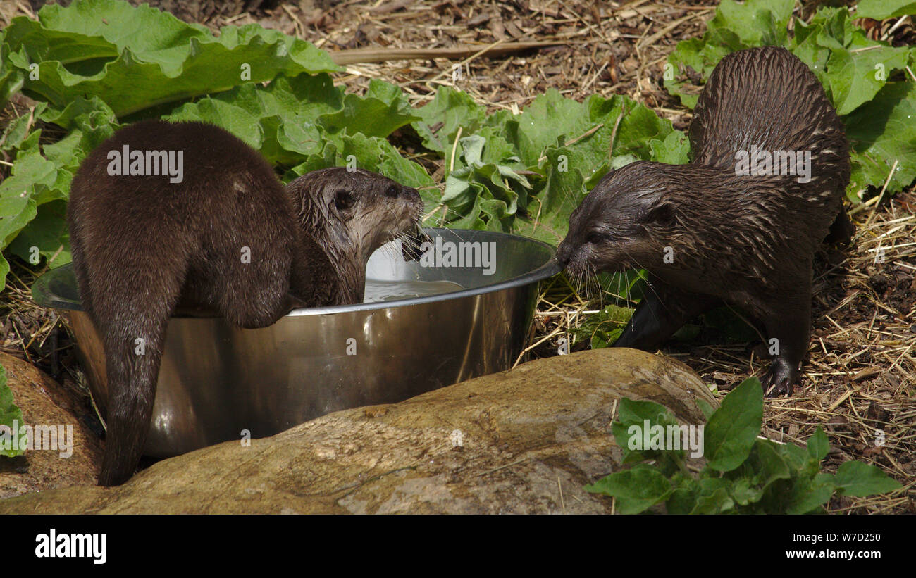 London WWT Wetland Centre animals Stock Photo - Alamy