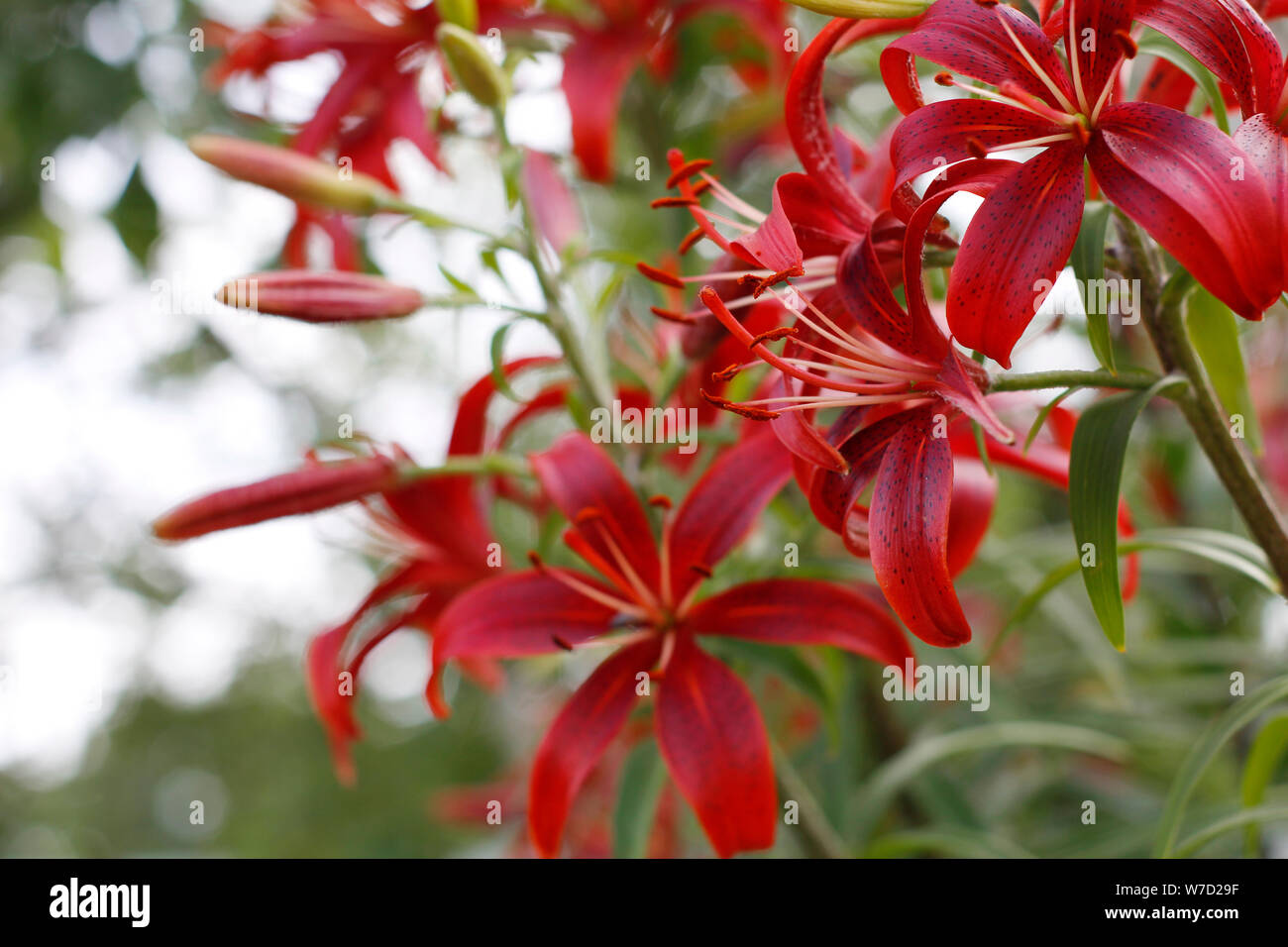 Scarlet lilies close-up. Red lilies grow in the garden. Blooming lily ...