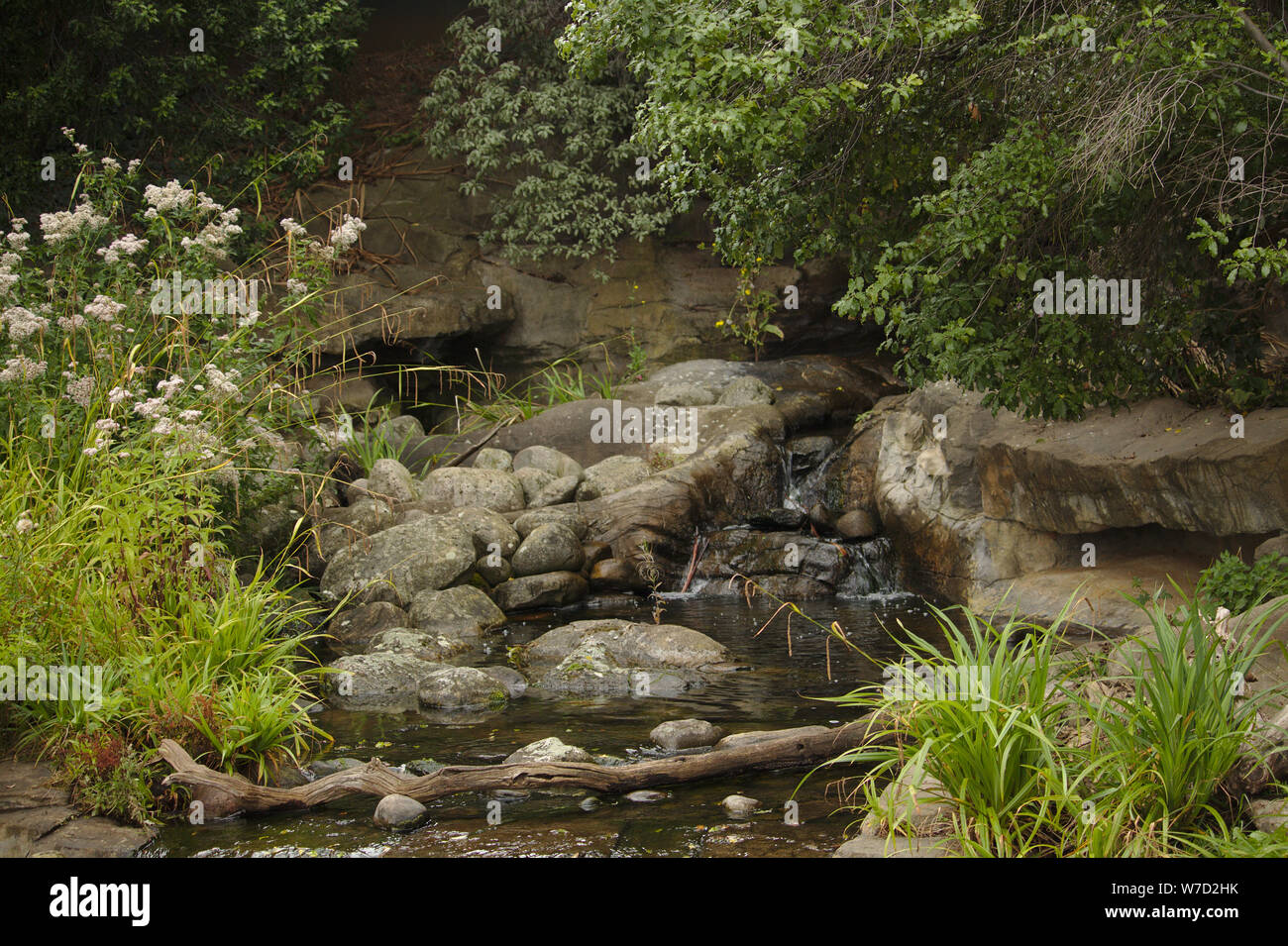 London WWT Wetland Centre animals Stock Photo - Alamy