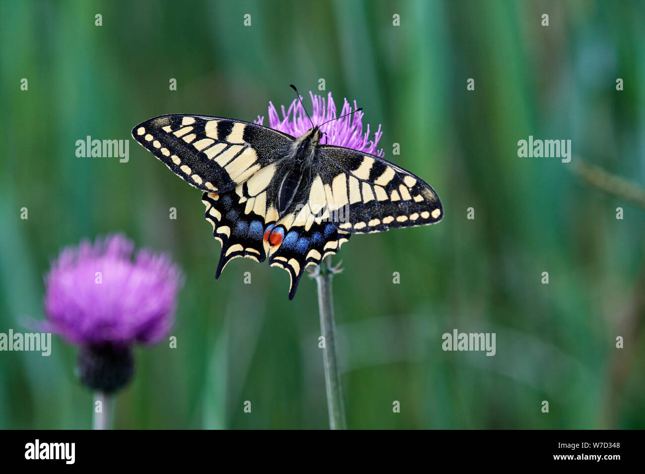 Swallowtail butterfly (Papilio machaon britannicus) UK Stock Photo - Alamy