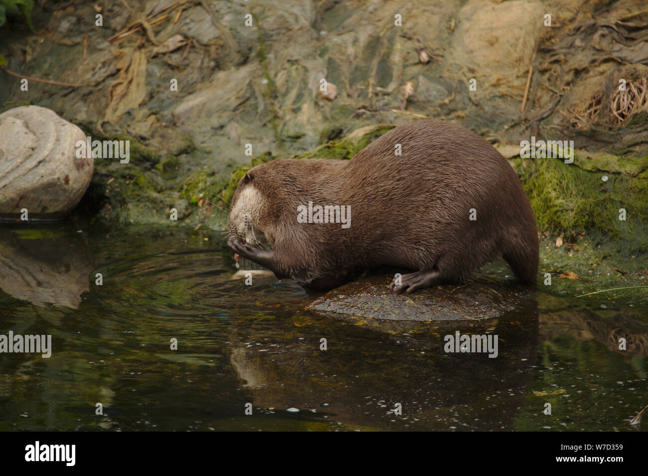 London WWT Wetland Centre animals Stock Photo - Alamy