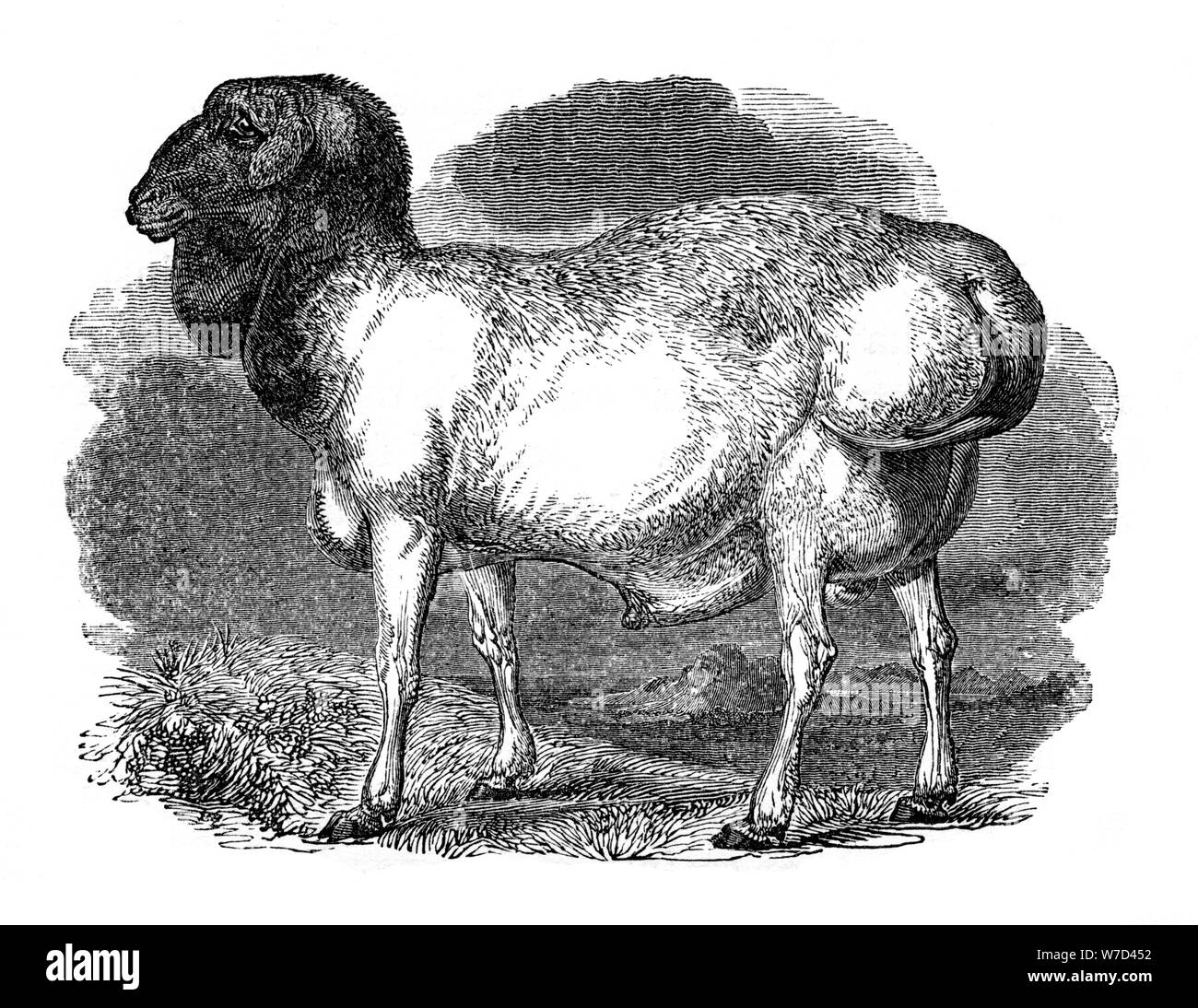 Fat rumped sheep Black and White Stock Photos & Images - Alamy