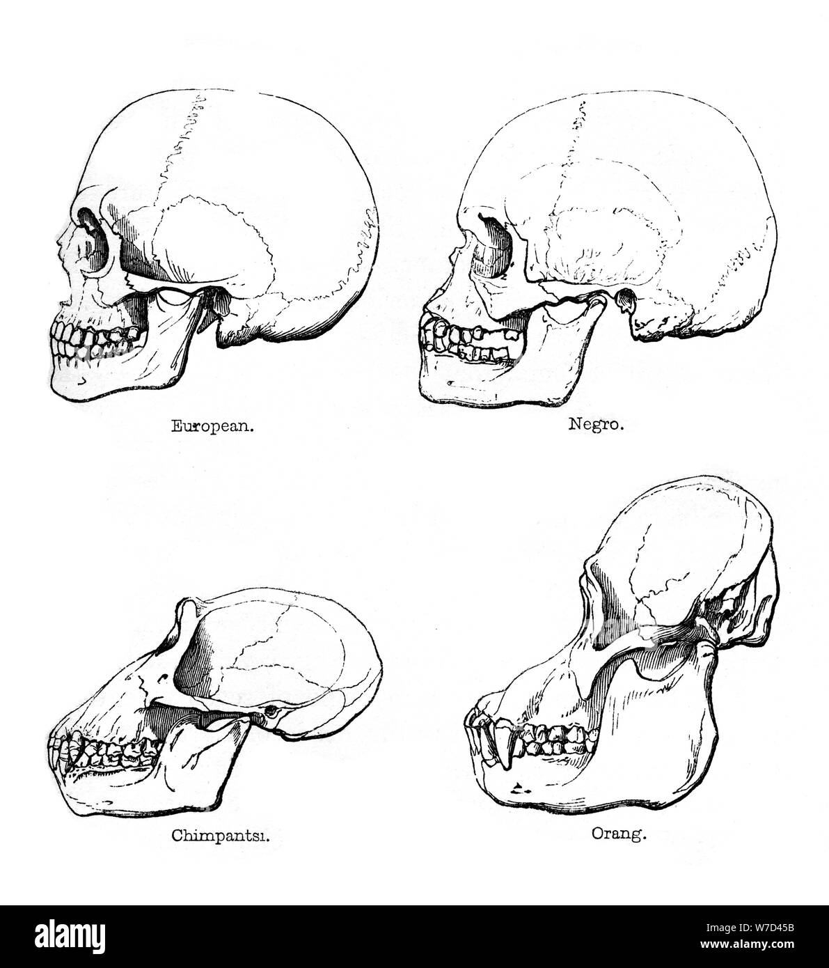 Skeleton of an orangutan hi-res stock photography and images - Alamy