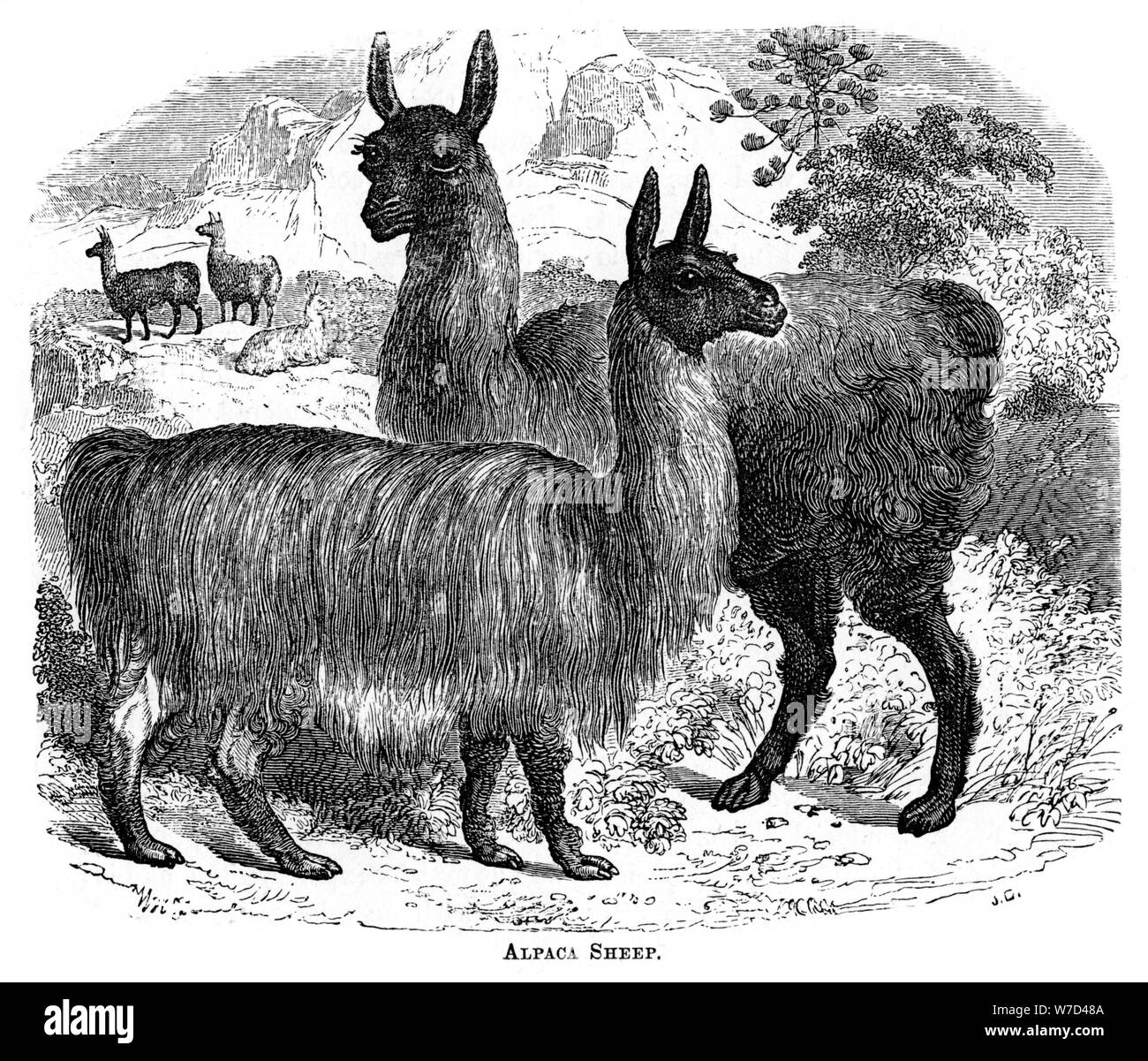 Wool sheep most Black and White Stock Photos & Images - Alamy