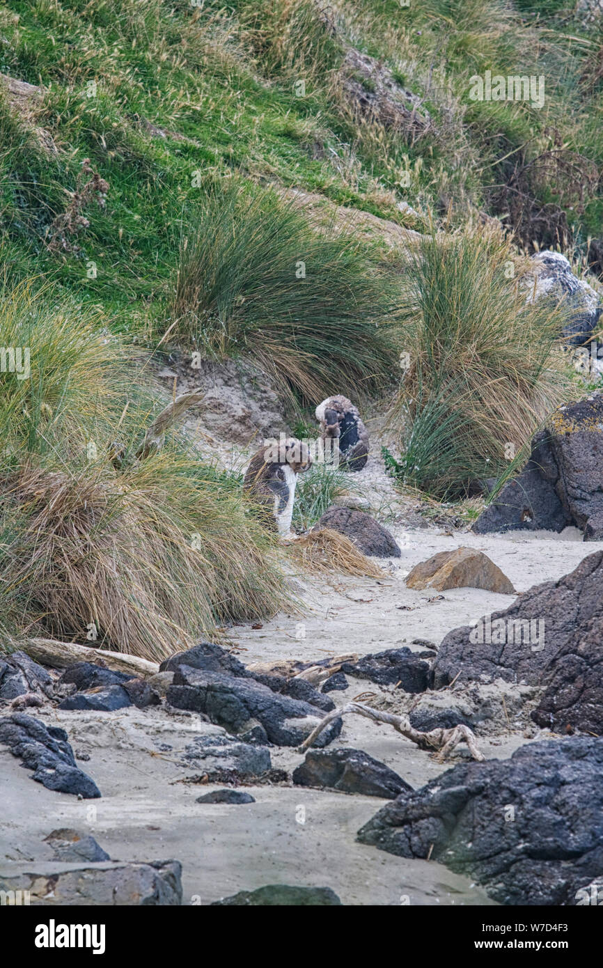 Rare penguin hi-res stock photography and images - Alamy