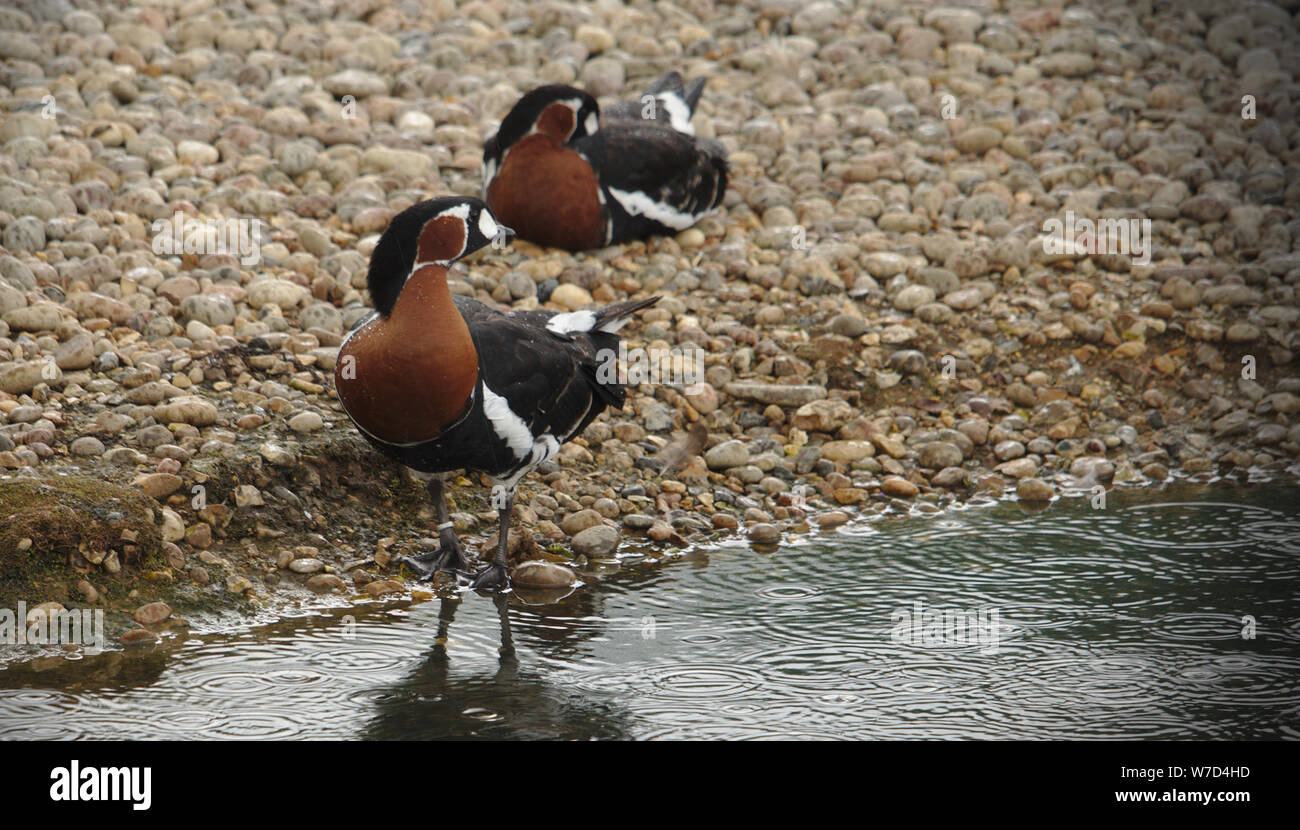 London WWT Wetland Centre animals Stock Photo - Alamy