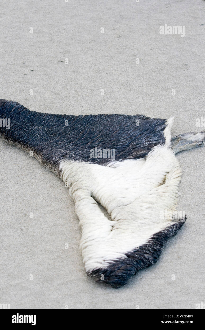 The hide of a died penguin lying on the beach. The skin of a penguin ...