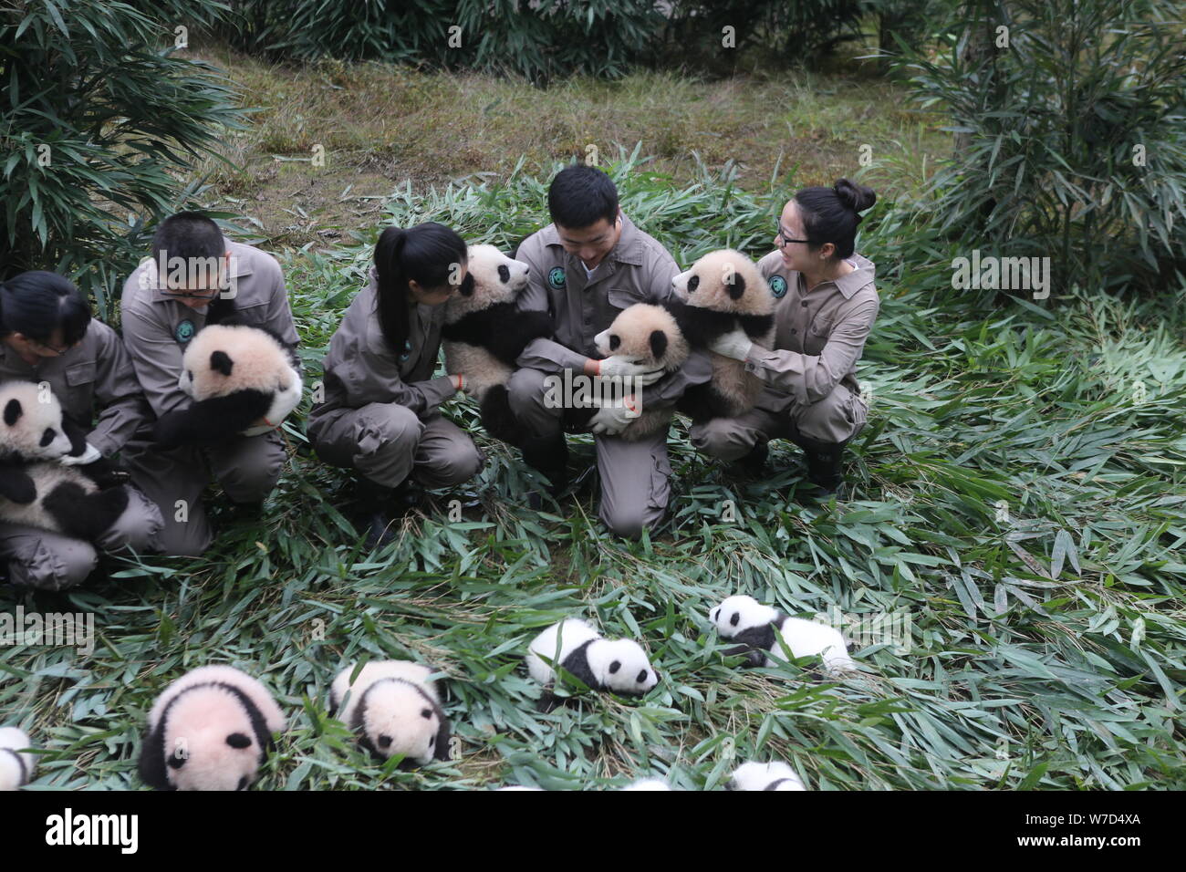 Chinese panda keeper display giant panda cubs born in 2017 during a public event at the YaAn ...