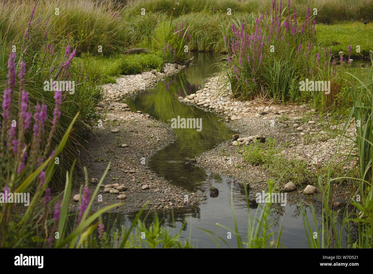 London WWT Wetland Centre animals Stock Photo - Alamy