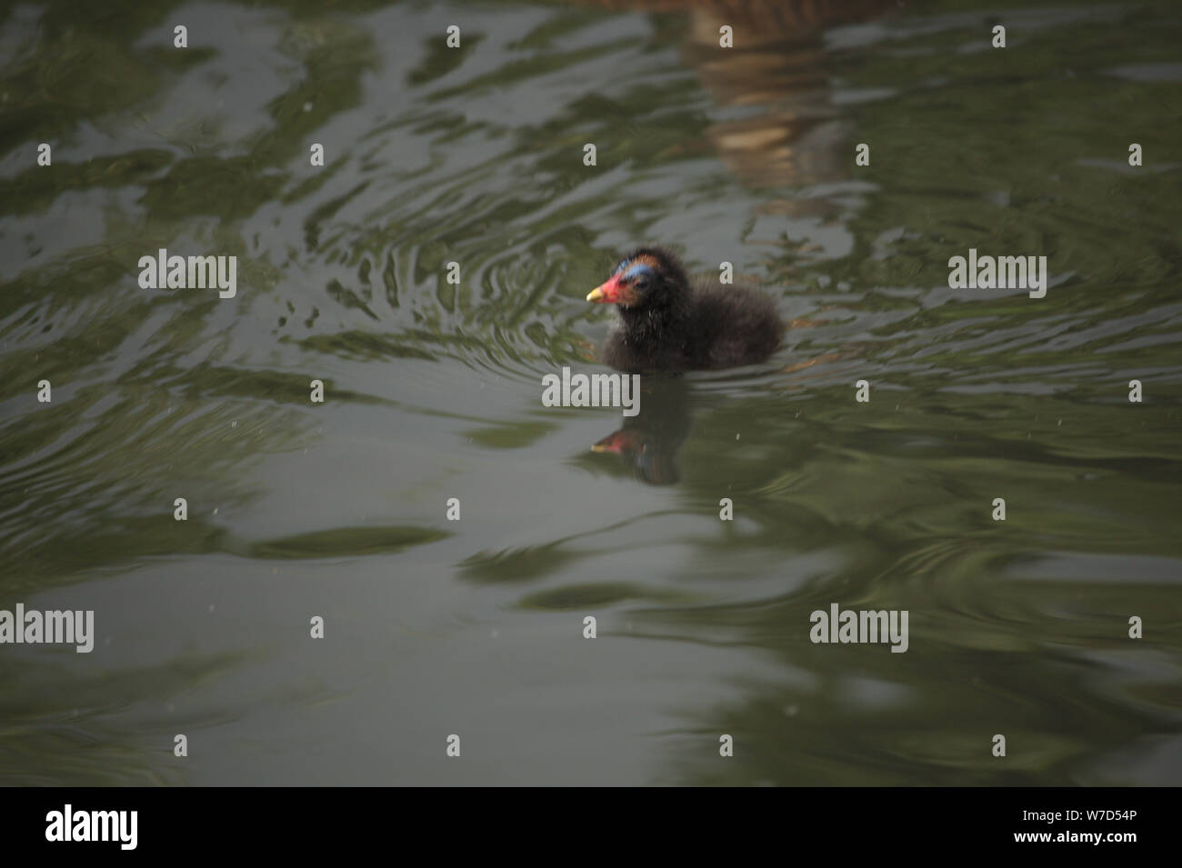 London WWT Wetland Centre animals Stock Photo - Alamy