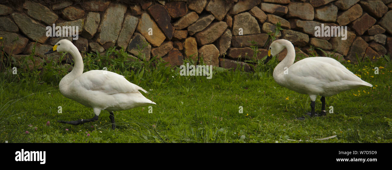 London WWT Wetland Centre animals Stock Photo - Alamy
