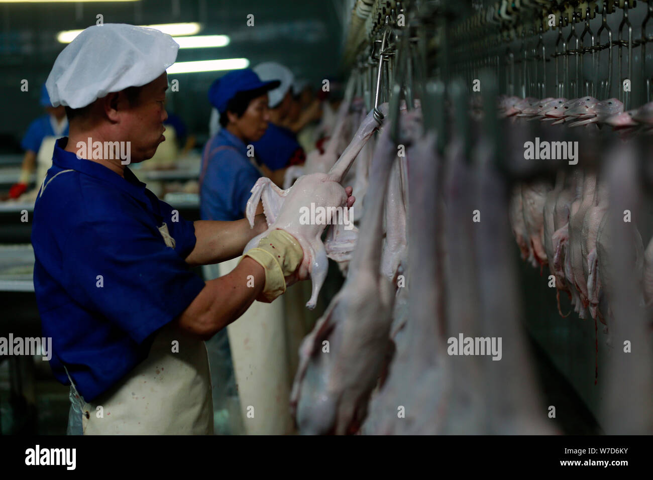 Poultry slaughterhouse food processing hi-res stock photography and ...