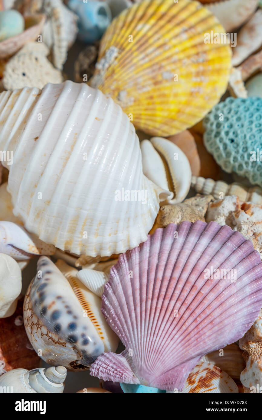 Colourful mix Seashell background, vertical composition Stock Photo - Alamy