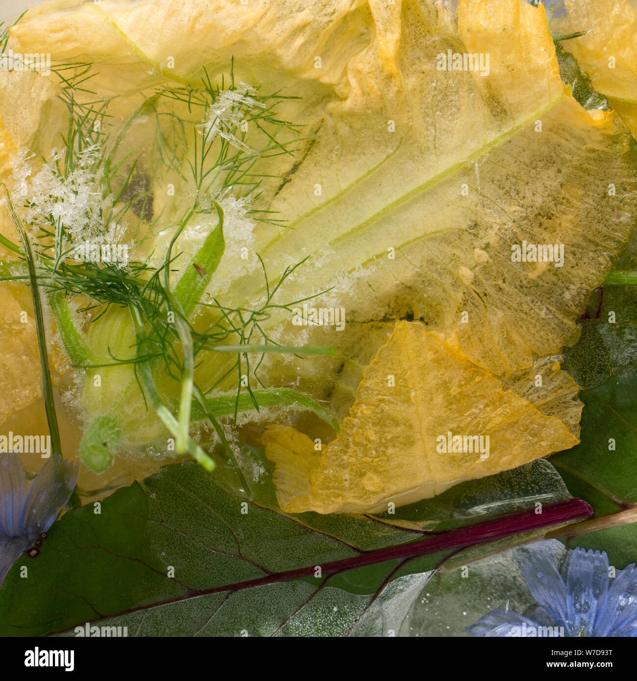 Background fresh season squash Yellow flower and leaf of pasley in ice ...