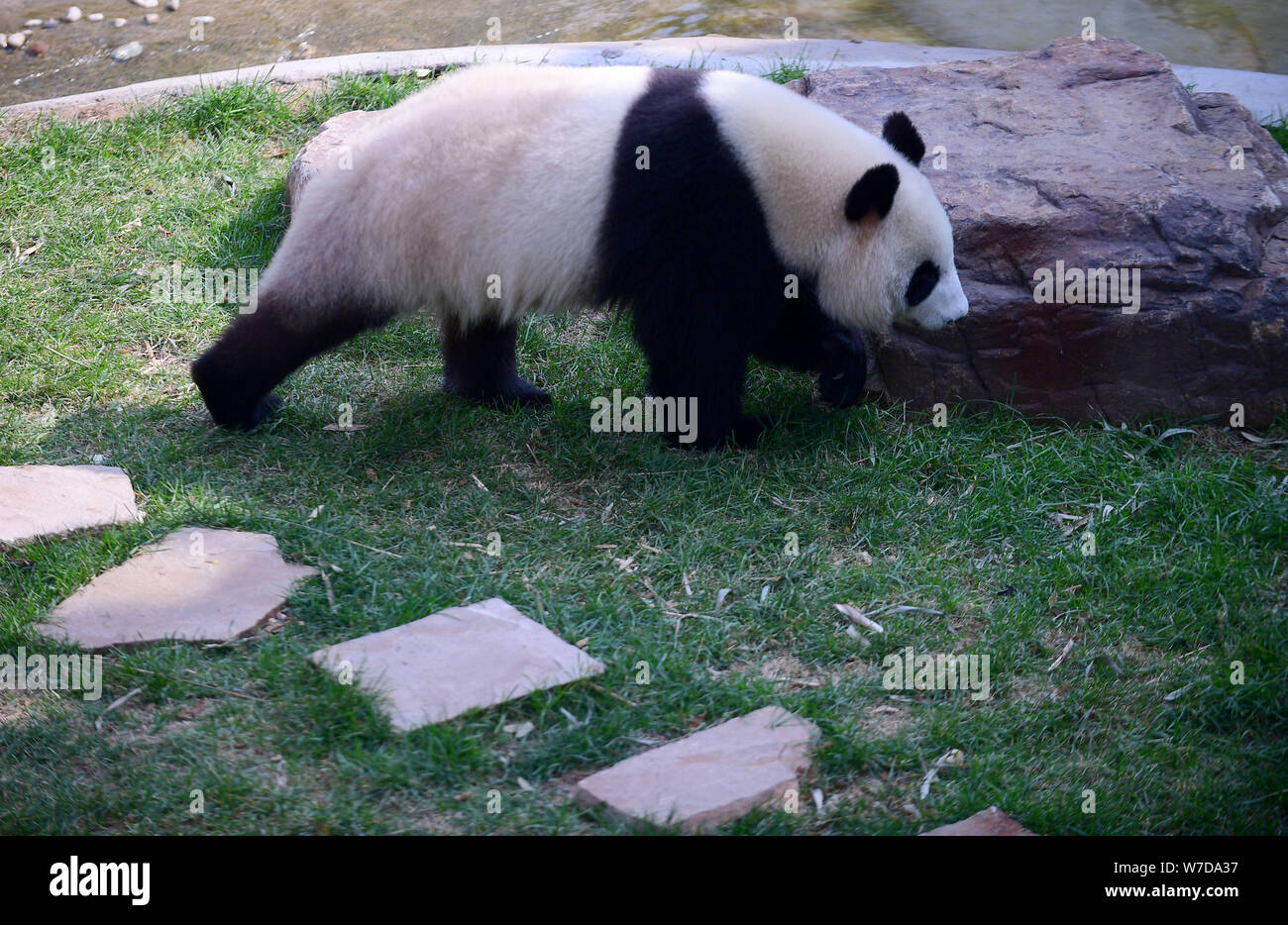 A giant panda walks at the panda hall in Shenyang Forest Zoo in ...