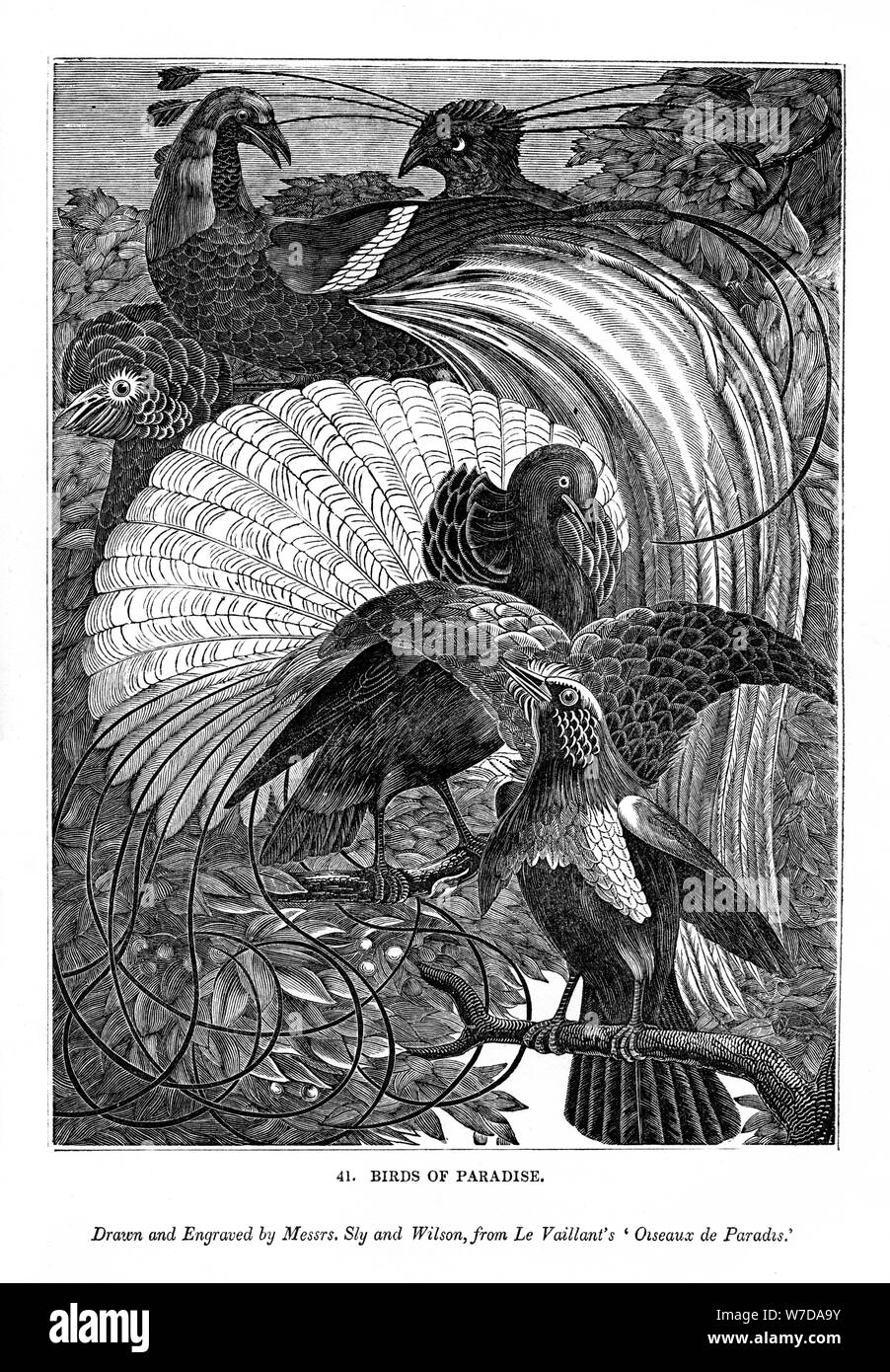 Birds perching tree Black and White Stock Photos & Images - Alamy