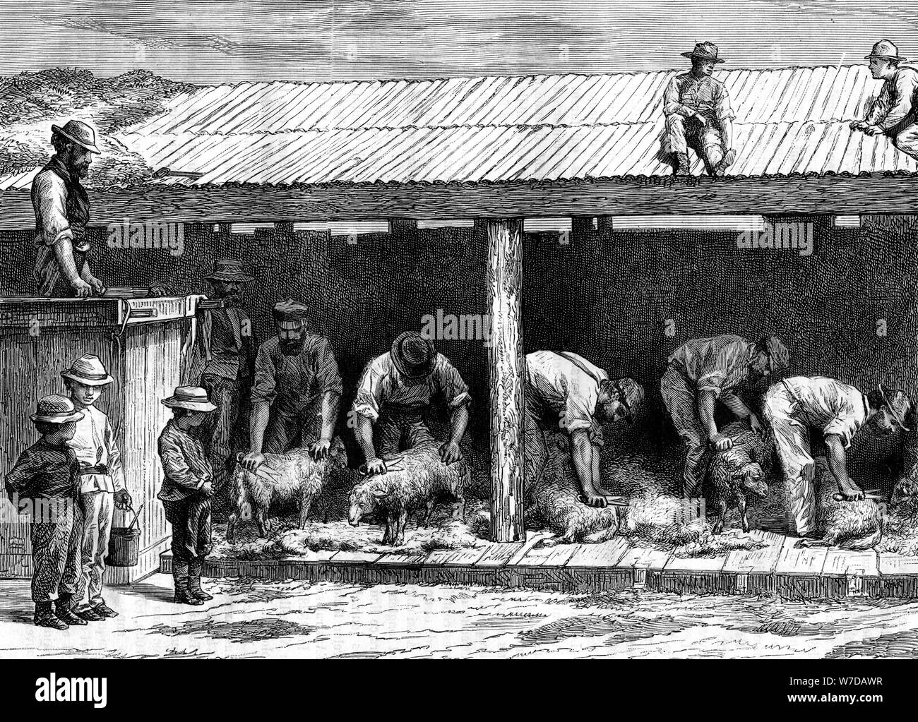 Sheep shearer australia hi-res stock photography and images - Alamy