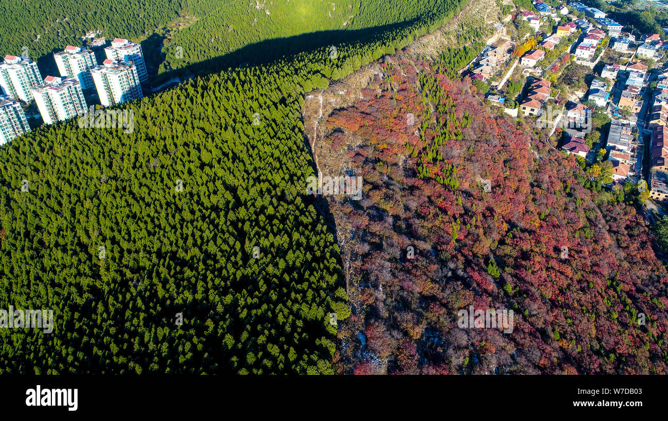 A hill covered in green and red colors create a beautiful autumn scene ...