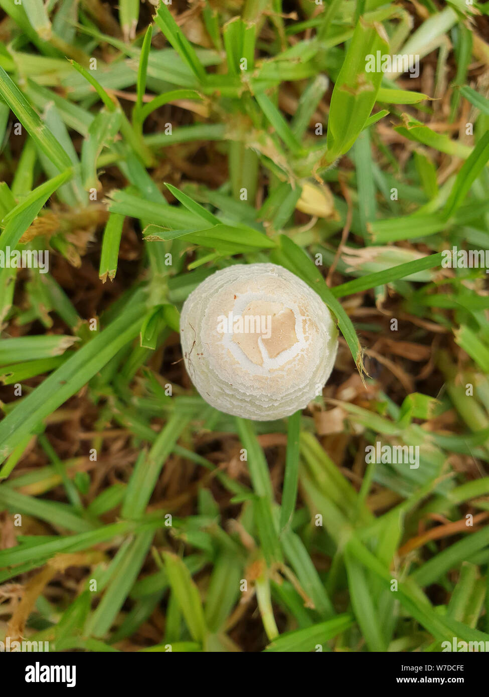 Spored parasol mushroom hi-res stock photography and images - Alamy