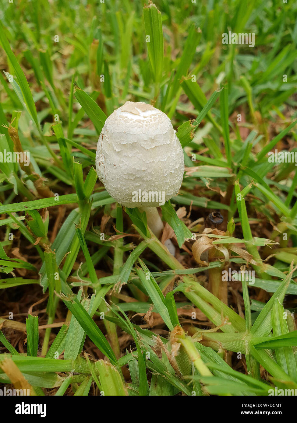 Green-spored Lepiota mushrooms (Chlorophyllum molybdites Stock Photo ...