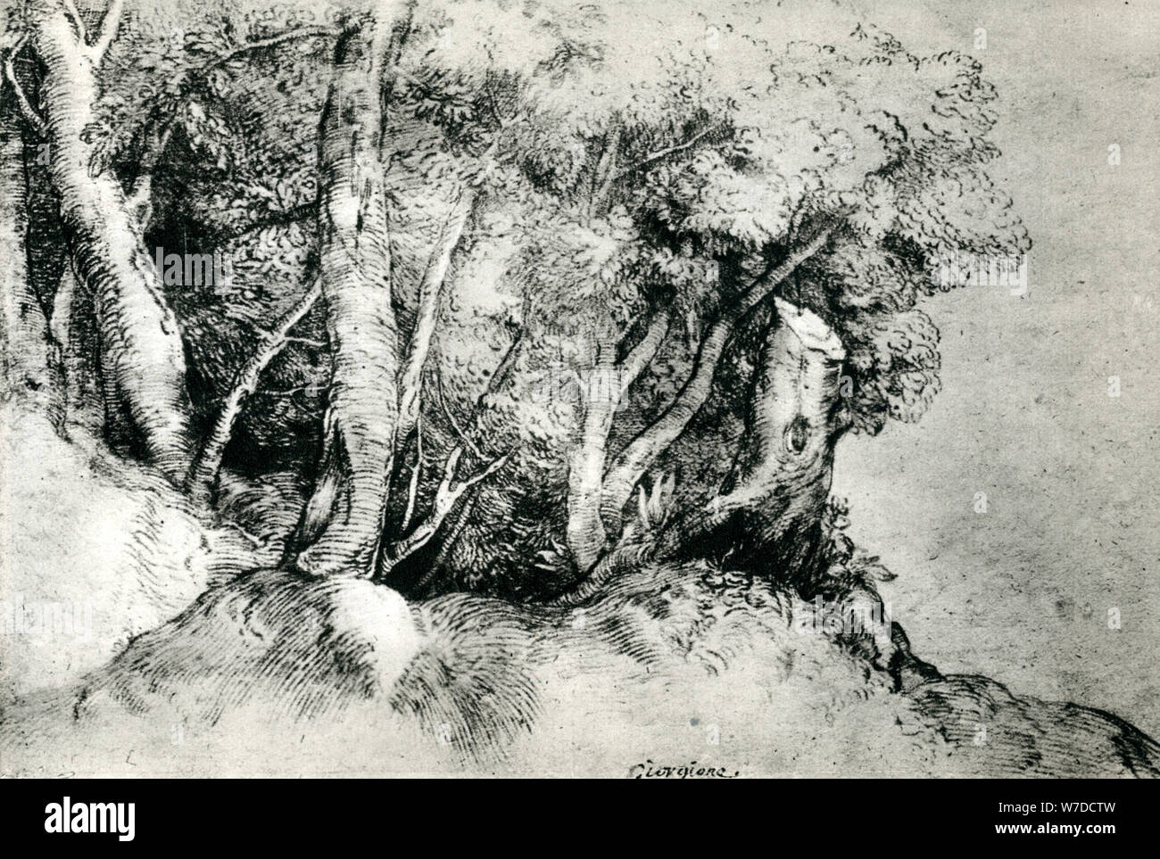 'Forest Landscape', c1516-1518, (1937). Artist: Titian Stock Photo - Alamy