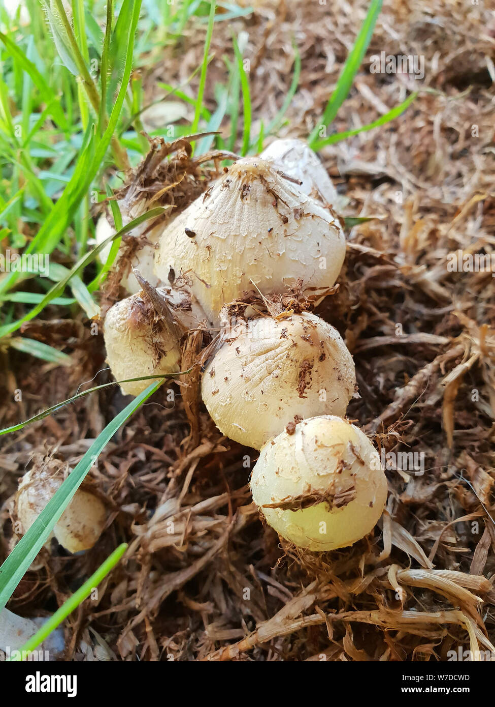 Green-spored Lepiota mushrooms (Chlorophyllum molybdites Stock Photo ...