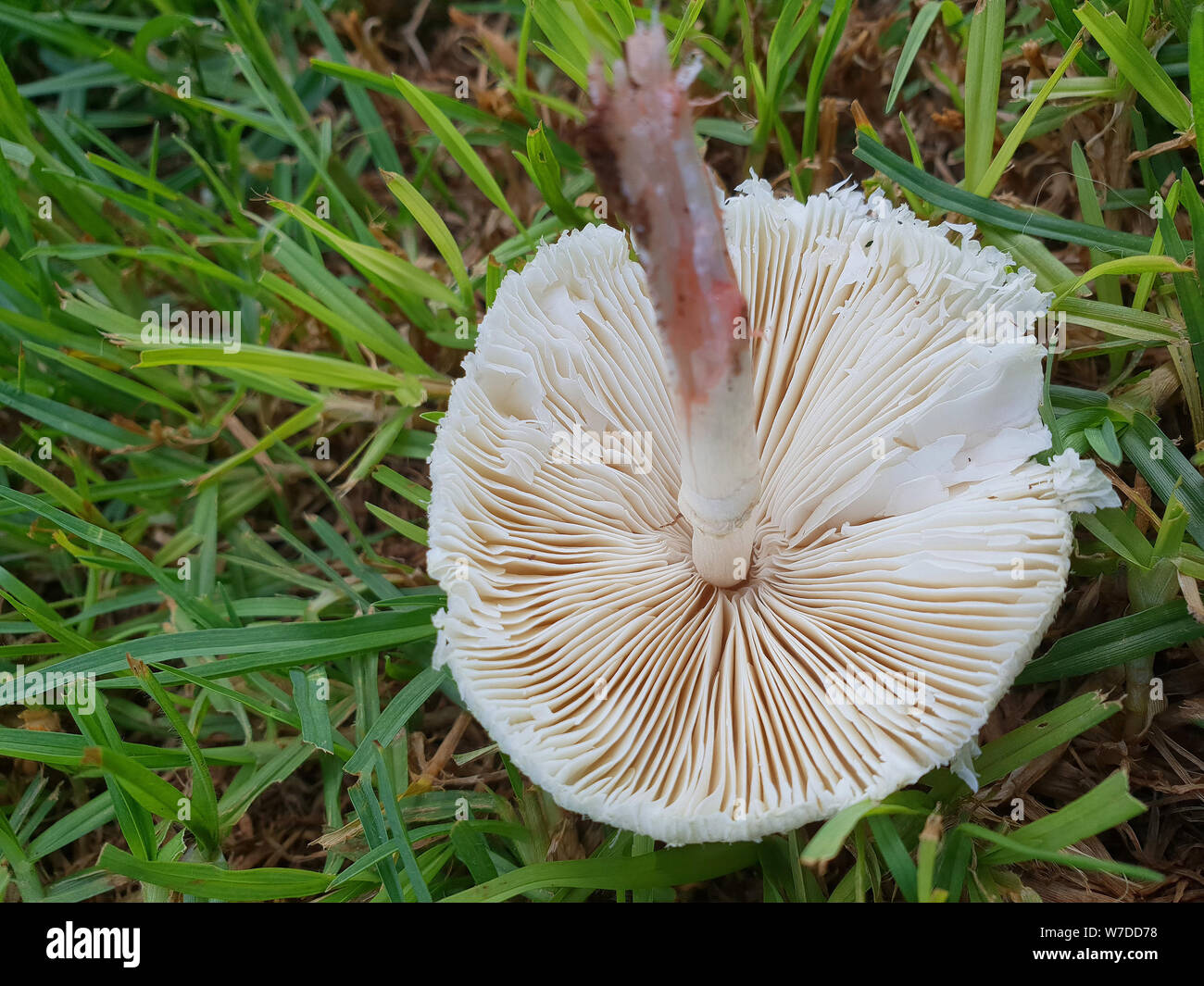 Green-spored Lepiota mushrooms (Chlorophyllum molybdites Stock Photo ...