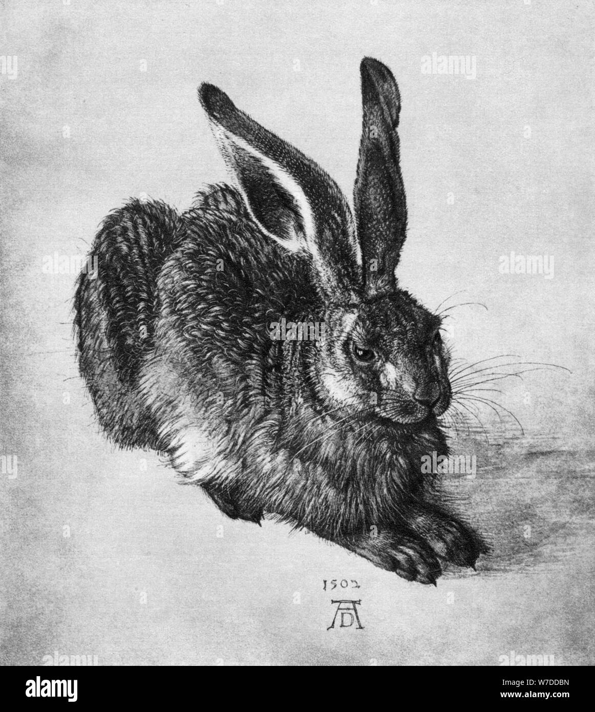 Albrecht durer hare hi-res stock photography and images - Alamy