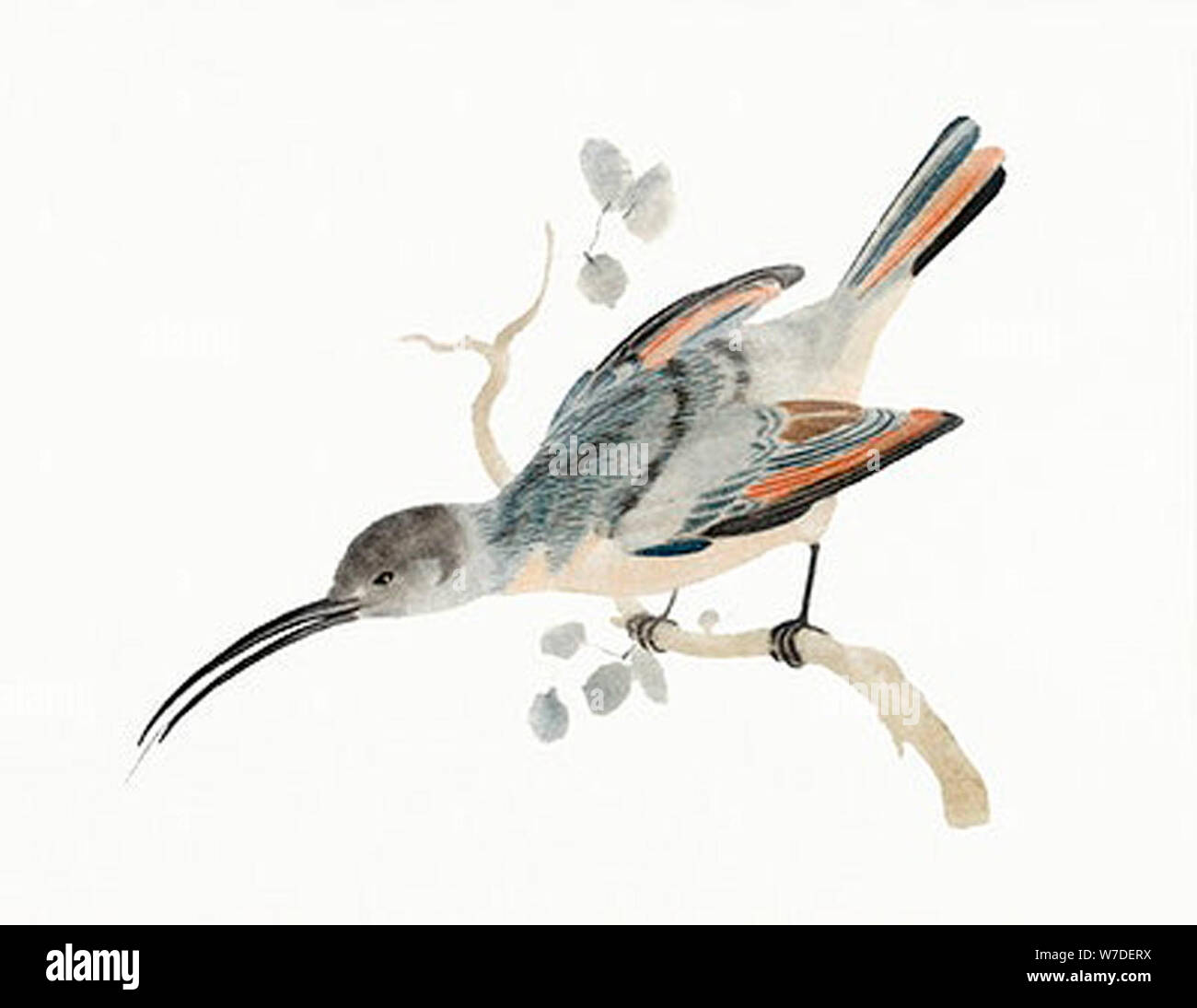 Seagull drawing vintage Cut Out Stock Images & Pictures - Alamy