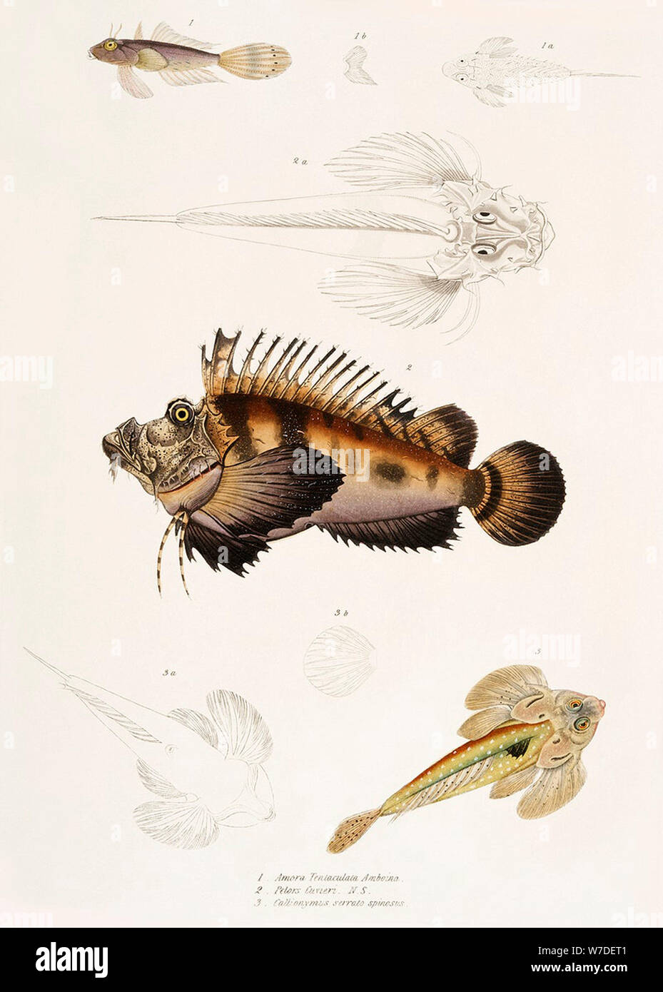 vintage fish illustration Stock Photo - Alamy
