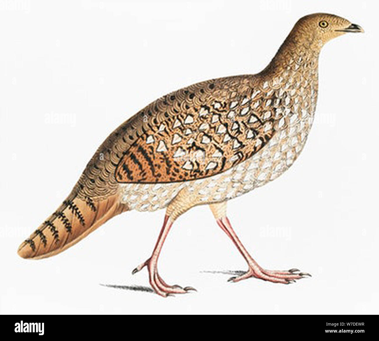 Anatomical illustration bird Cut Out Stock Images & Pictures - Alamy