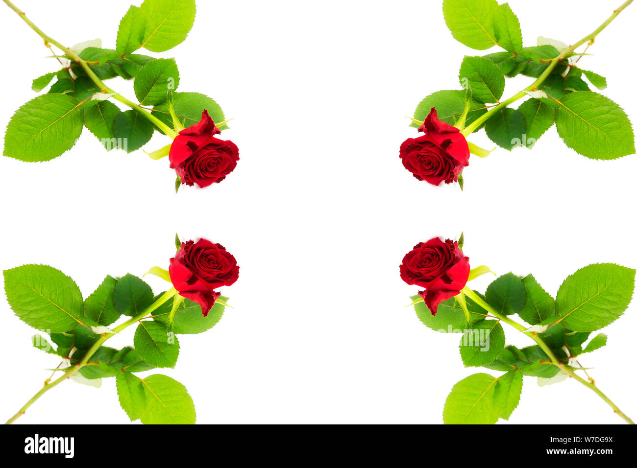 White roses frame on green hi-res stock photography and images - Alamy