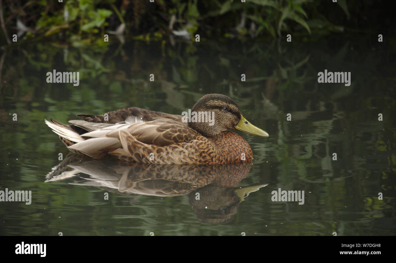 London WWT Wetland Centre animals Stock Photo - Alamy